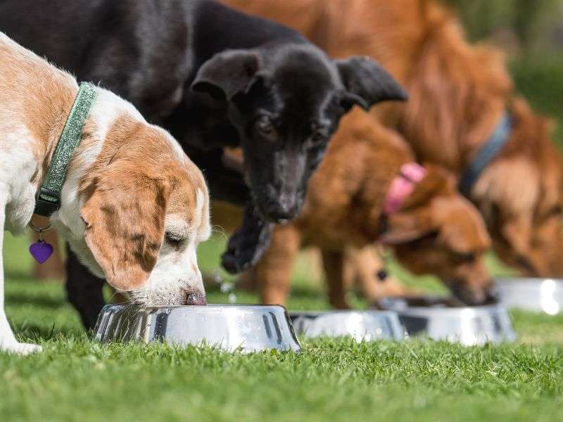 L'alimentazione dei cani: tutto ciò che devi sapere - Run for food blog